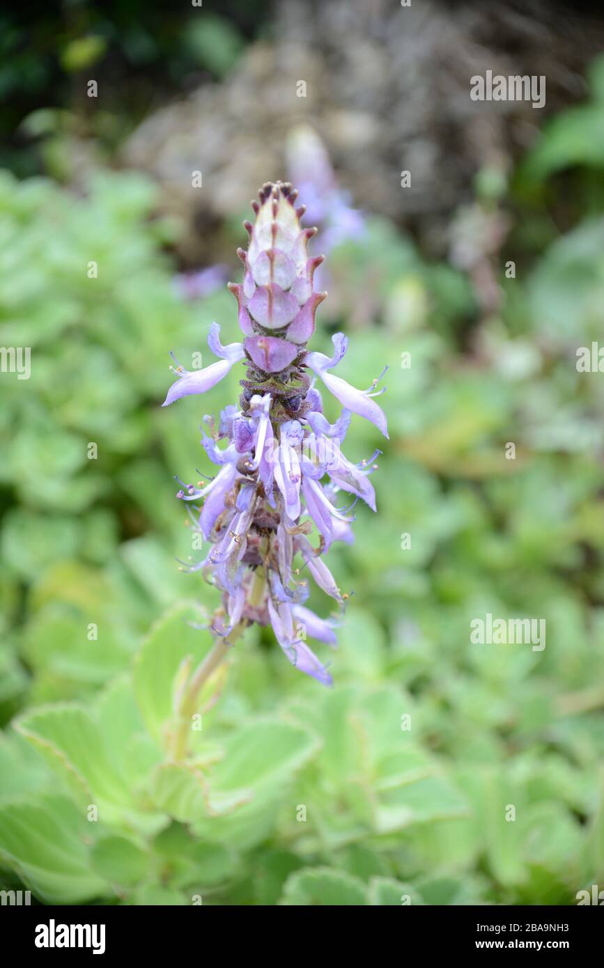 Beautiful Blooms Assorted Spring Flowers Stock Photo - Alamy