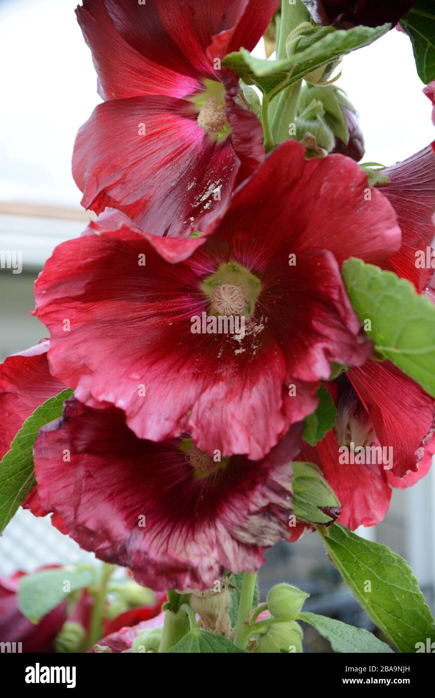 Beautiful Blooms Assorted Spring Flowers Stock Photo - Alamy