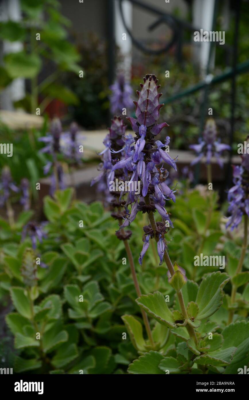 Beautiful Blooms Assorted Spring Flowers Stock Photo - Alamy