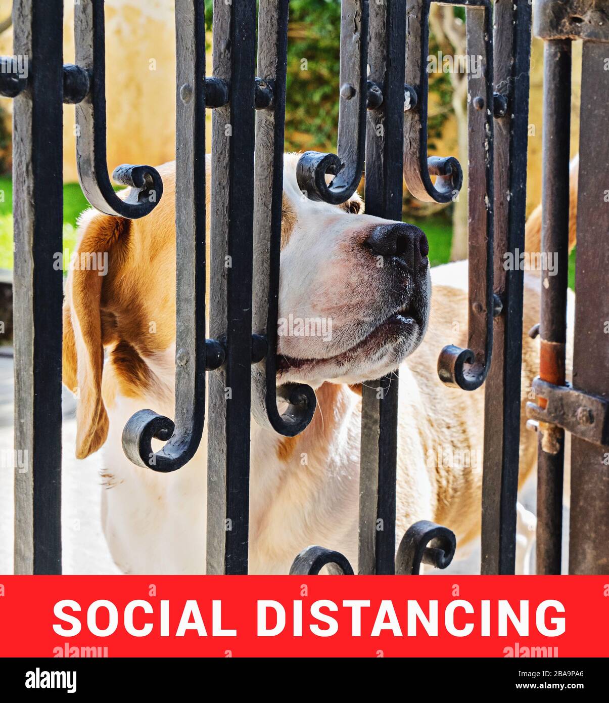 Bored beagle dog sits behind fence of his house. Concept of quarantine ...