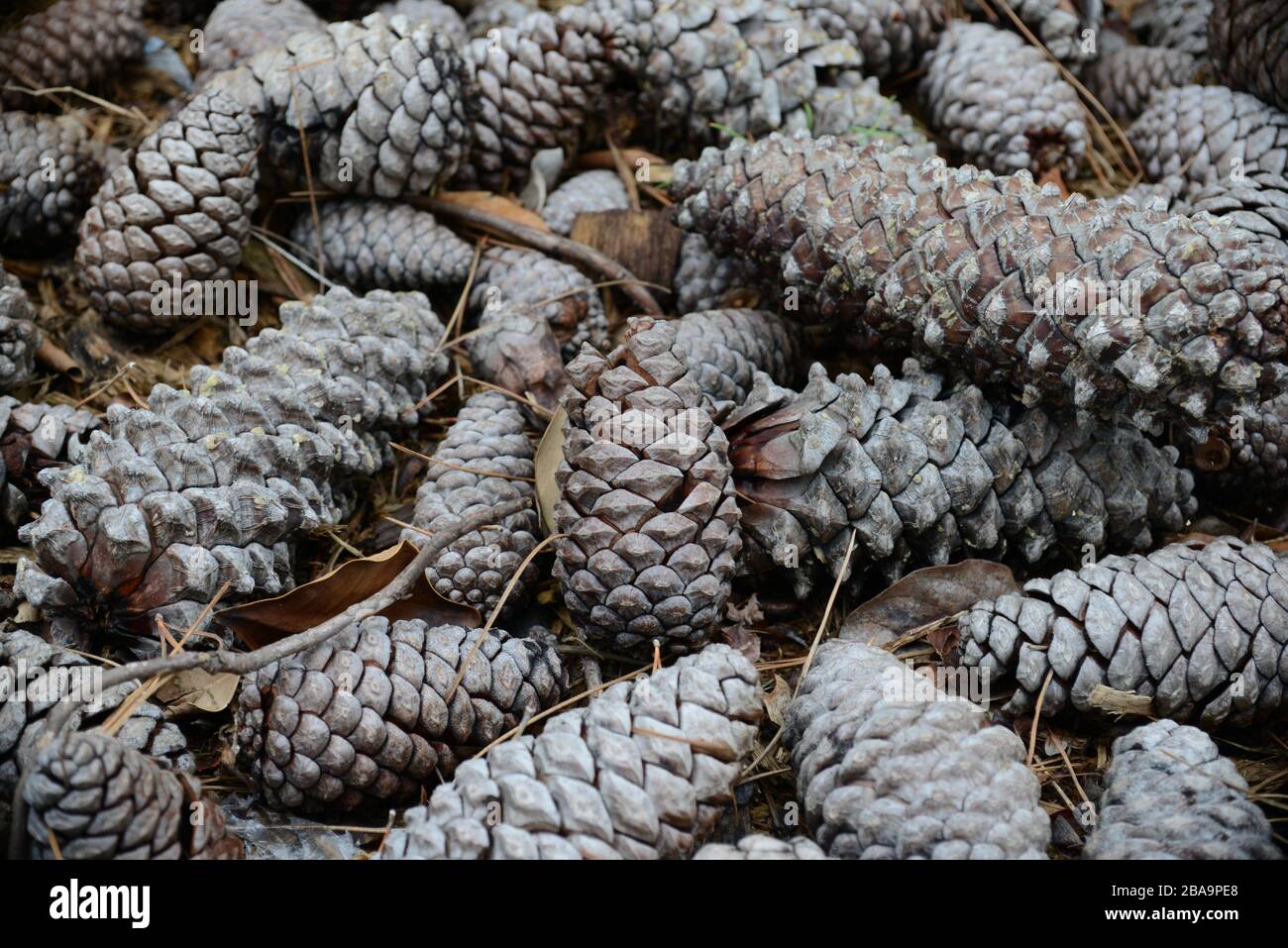 Beautiful Blooms Assorted Spring Flowers Stock Photo - Alamy