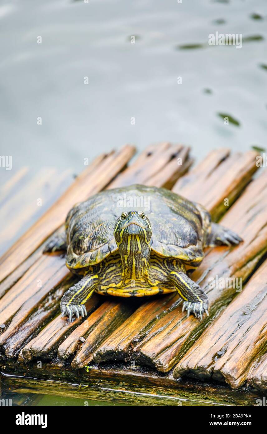 Red-eared slider (Trachemys scripta elegans) terrapin, head raised, on ...