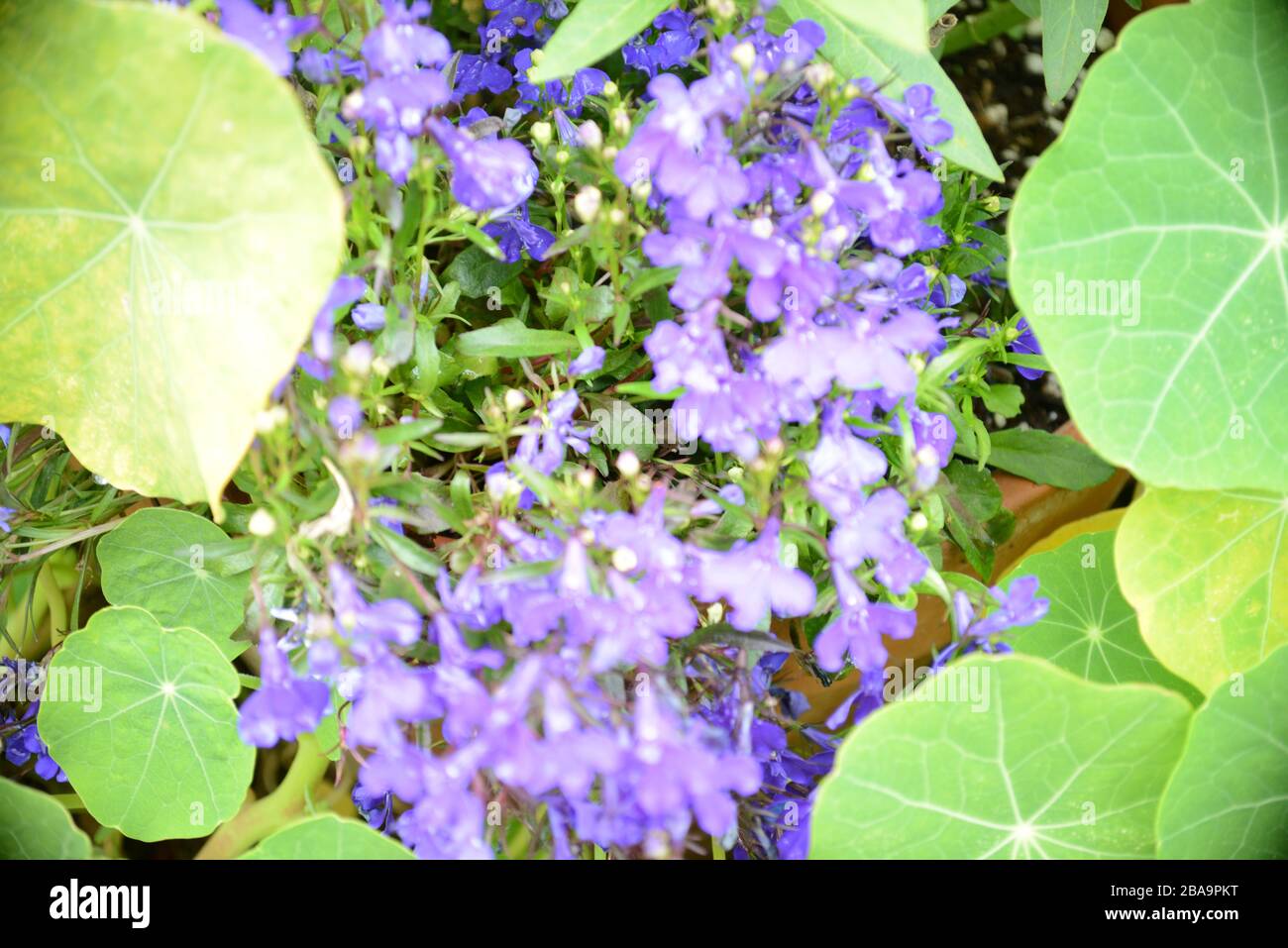 Beautiful Blooms Assorted Spring Flowers Stock Photo - Alamy