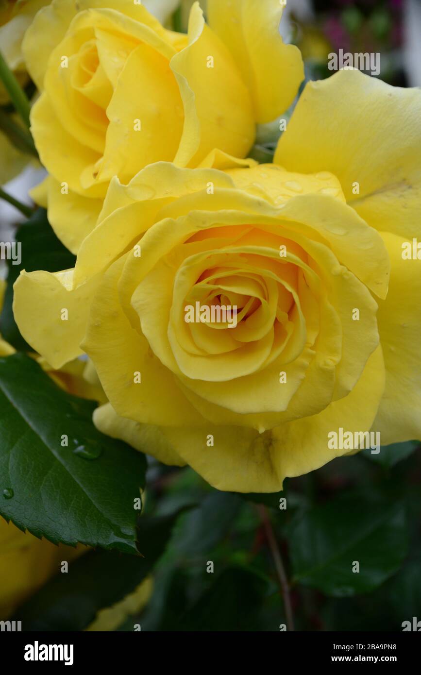 Beautiful Blooms Assorted Spring Flowers Stock Photo - Alamy