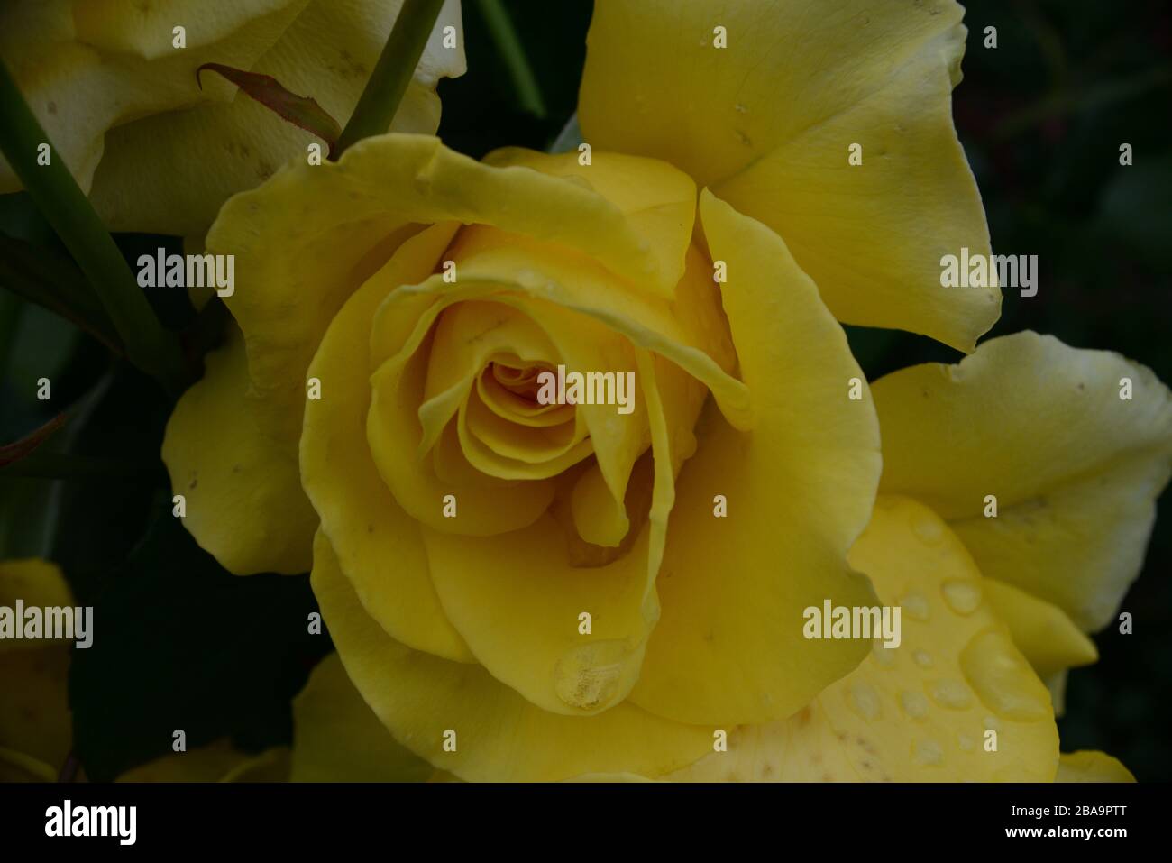 Anaemoe hi-res stock photography and images - Alamy