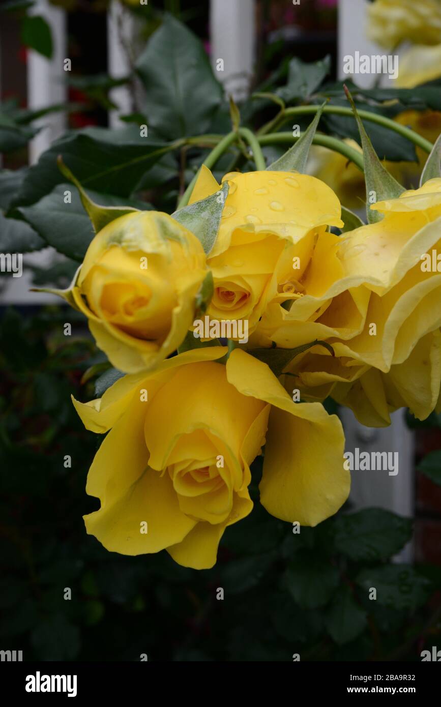 Beautiful Blooms Assorted Spring Flowers Stock Photo - Alamy