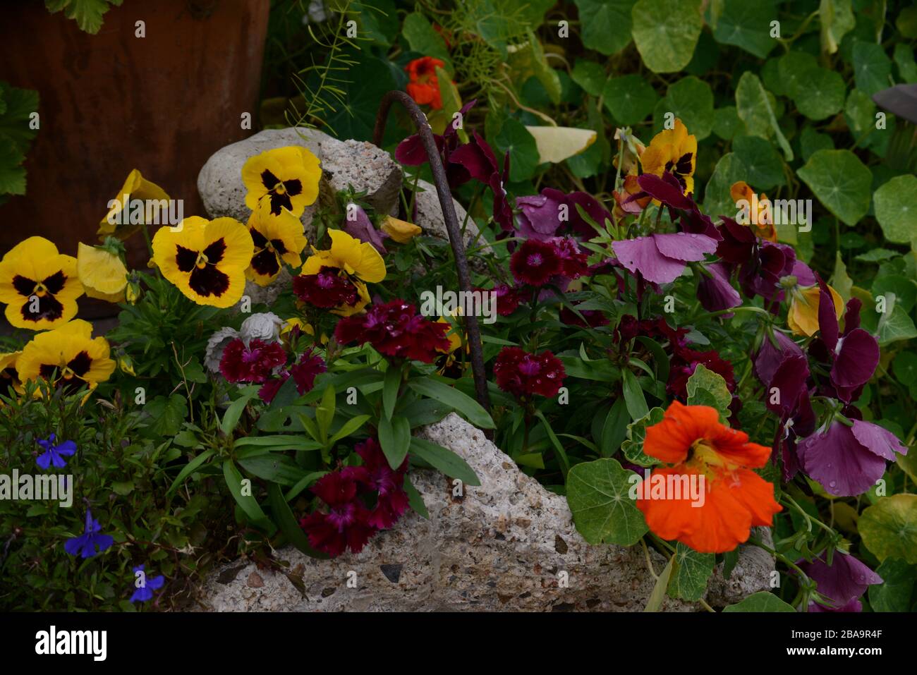 Beautiful Blooms Assorted Spring Flowers Stock Photo - Alamy
