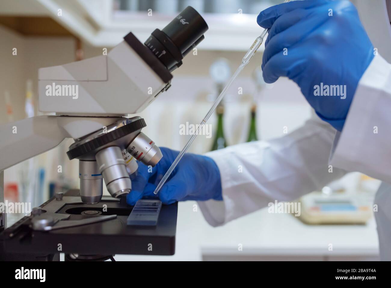 Close up of hands with sample on microscope in winery laboratory Stock ...