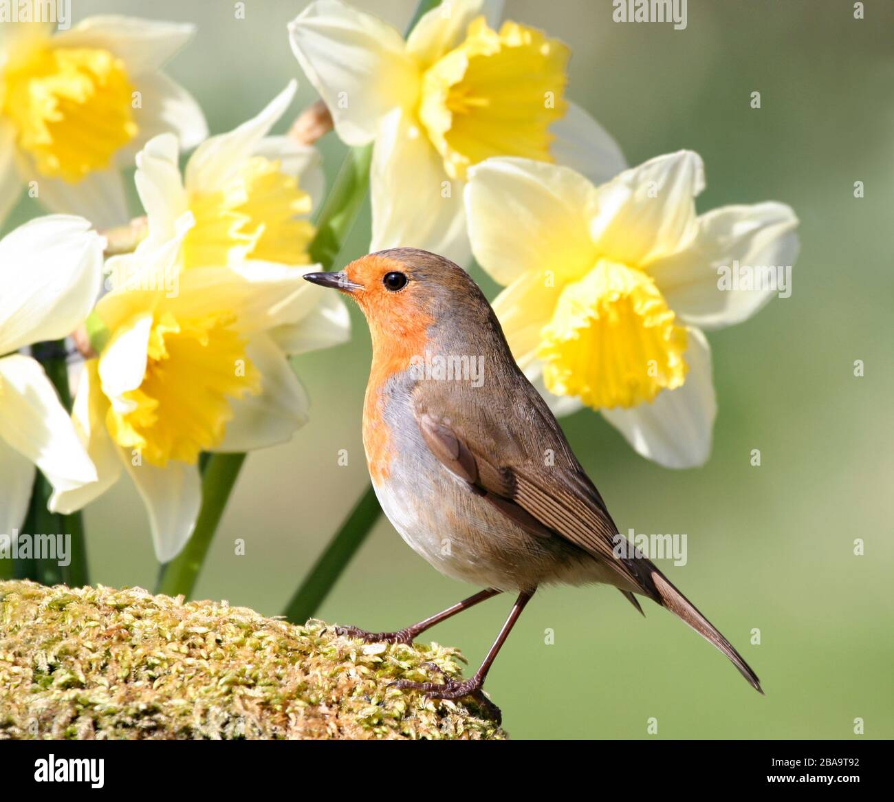 Garden bird spring hi-res stock photography and images - Alamy