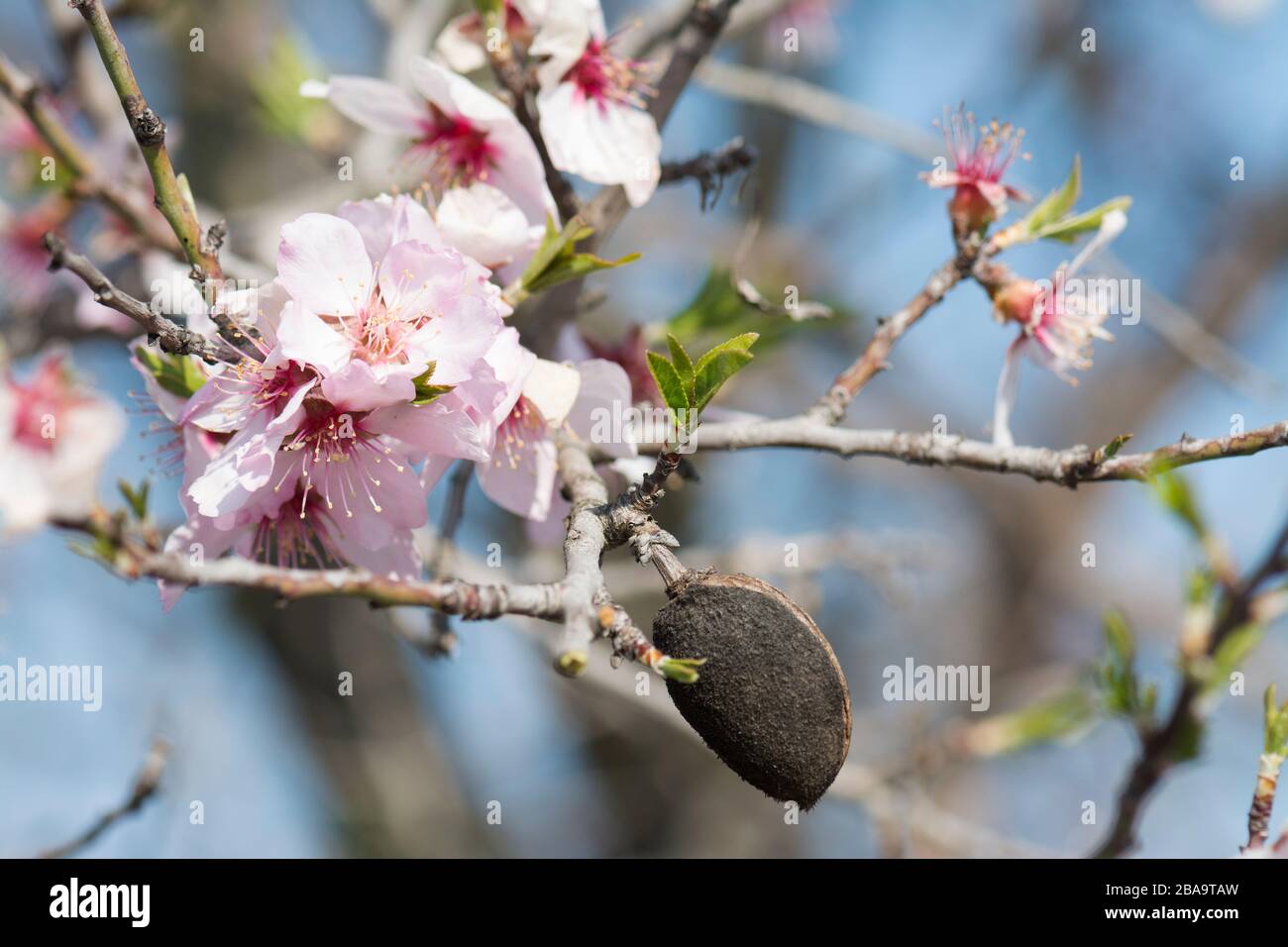 Almond bud hi-res stock photography and images - Alamy