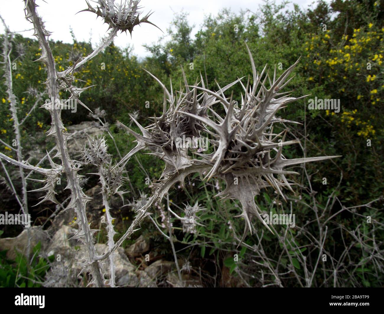 Early spring flowers in the Galili, a walk through the hills Stock ...