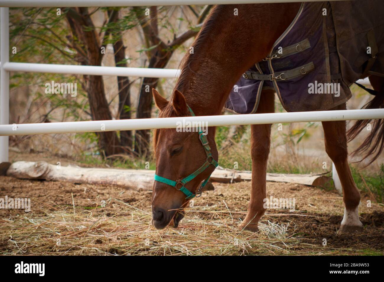Nice brown horse eating straw Stock Photo - Alamy