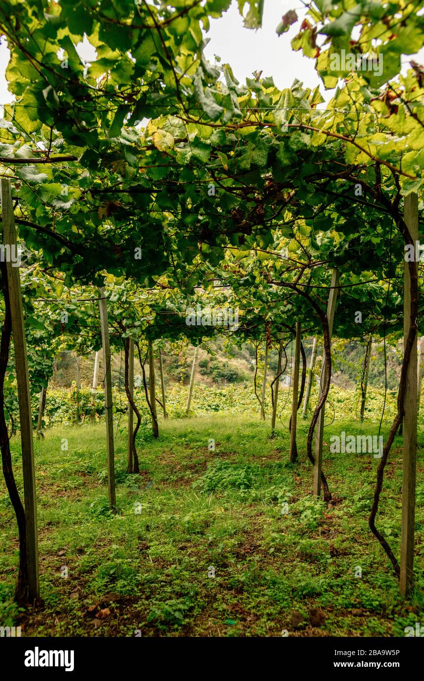 Grape trellis hi-res stock photography and images - Alamy