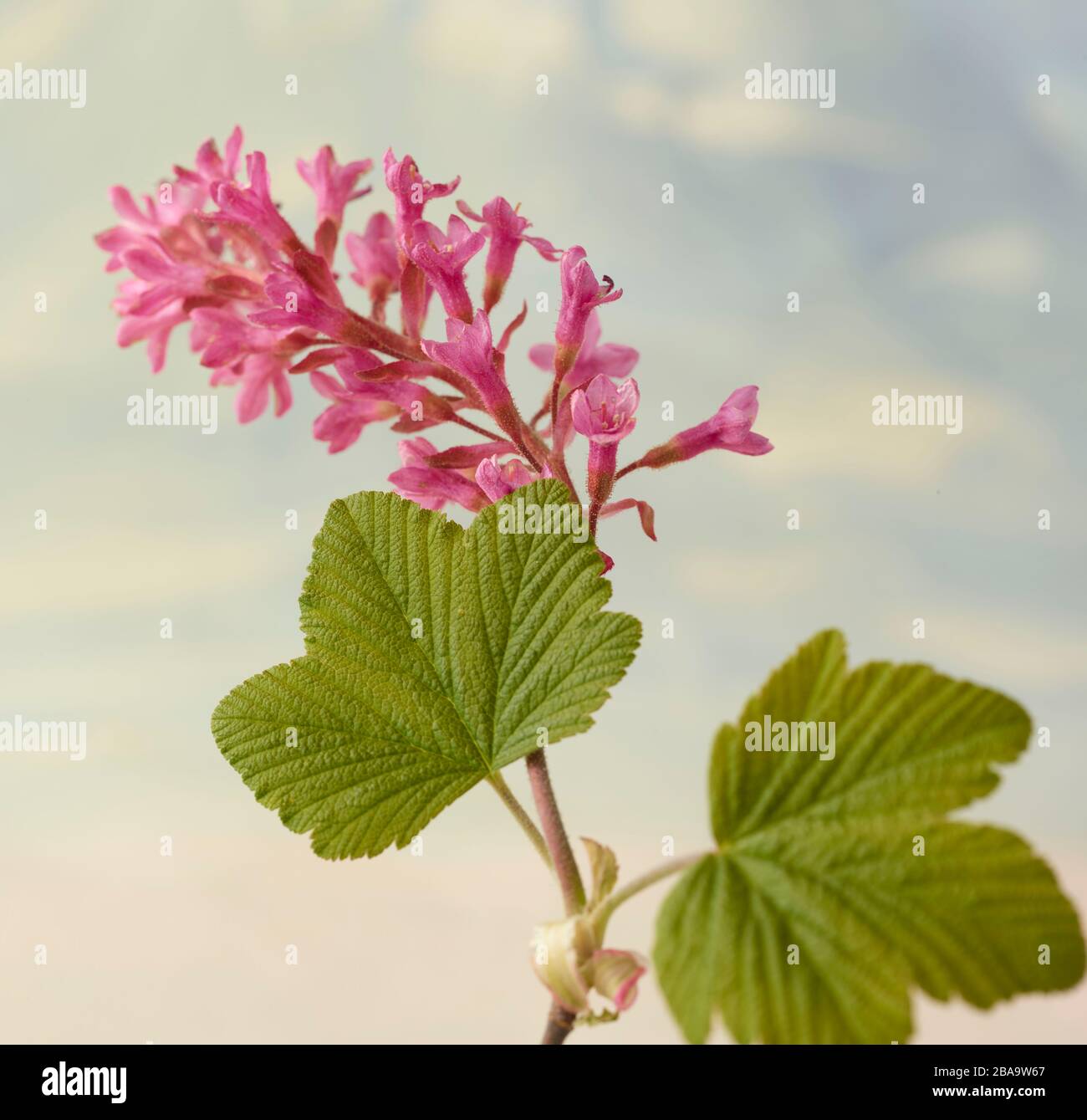 Ribes Sanguineum, flowering currant, nature flower portrait Stock Photo ...