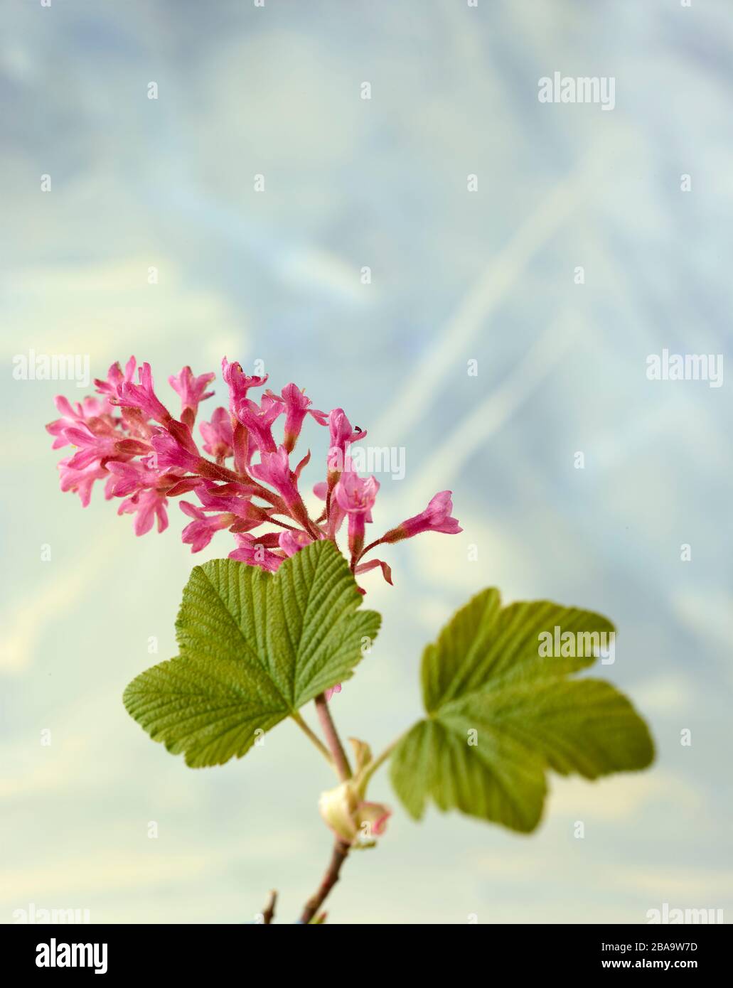 Ribes Sanguineum, flowering currant, nature flower portrait Stock Photo ...