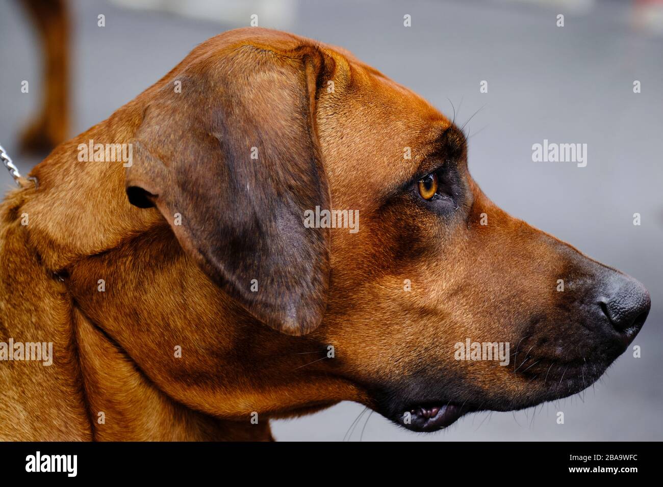 The head of a Rhodesian Ridgeback dog. It is a dog breed bred in the ...