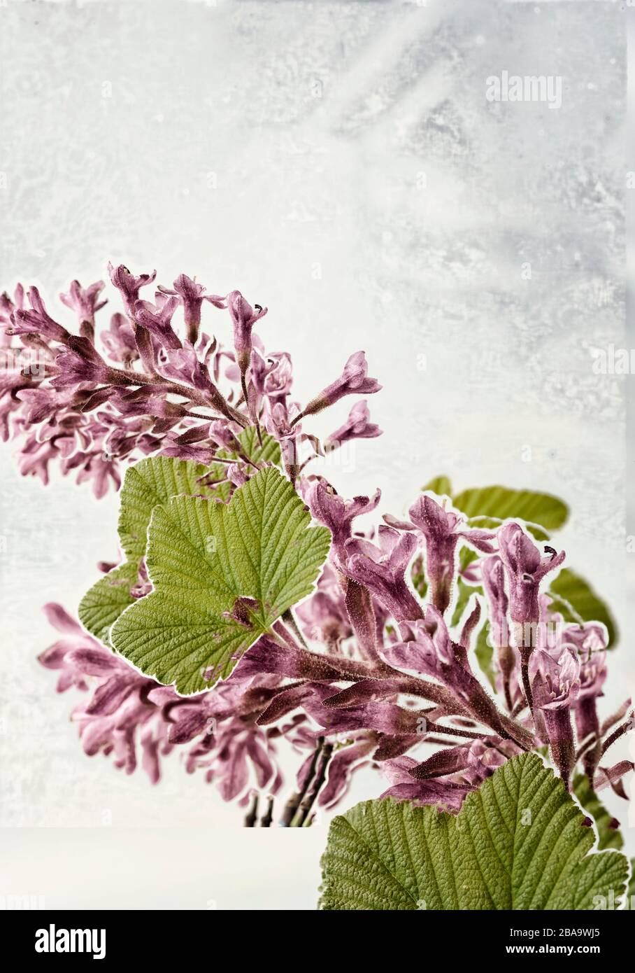 Ribes Sanguineum, flowering currant, nature flower portrait Stock Photo ...