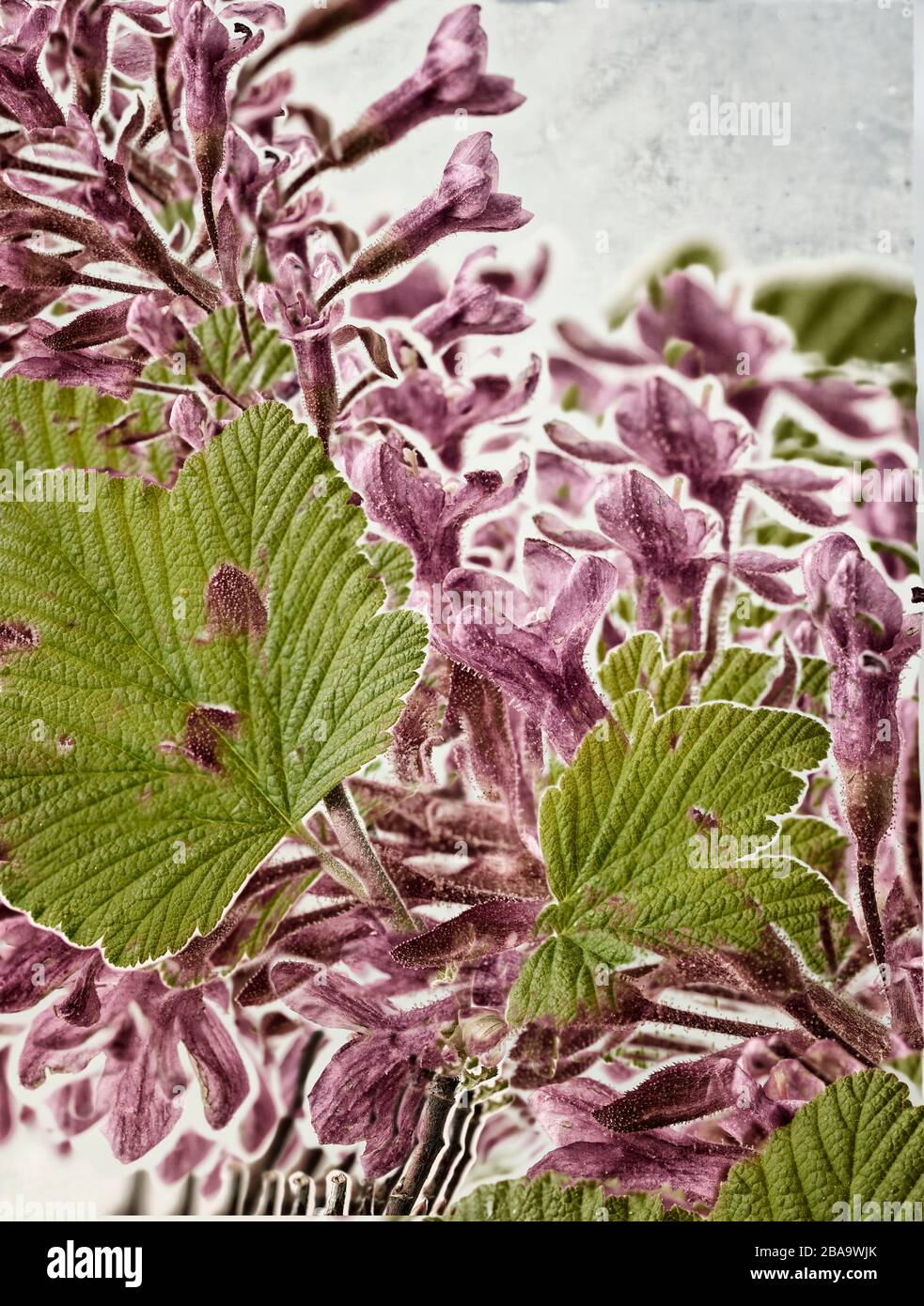 Natural abstraction repetition hi-res stock photography and images - Alamy