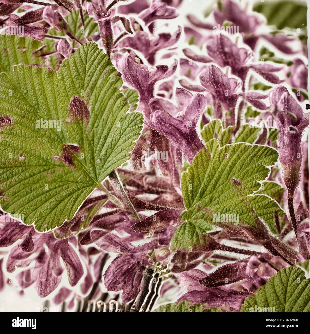 Natural abstraction repetition hi-res stock photography and images - Alamy