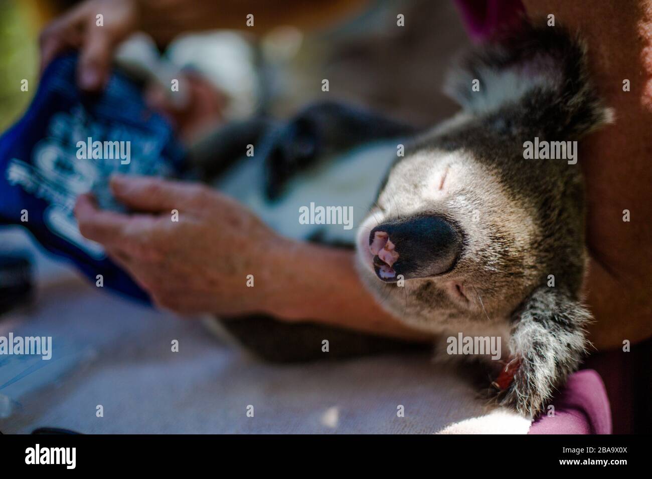A koala is under anaesthetic after having life saving surgery in a ...