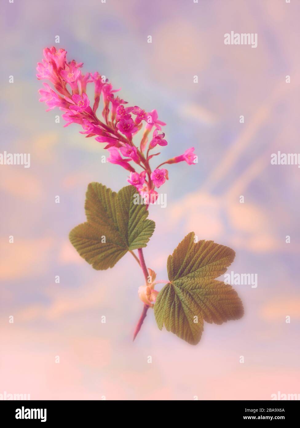 Ribes Sanguineum, flowering currant, nature flower portrait Stock Photo ...