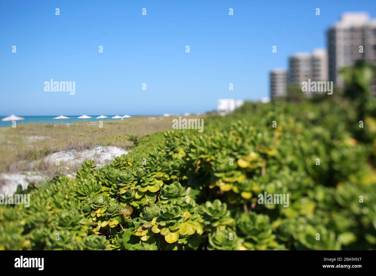 Looking Across A Gulf Coast Florida Beach Stock Photo - Alamy