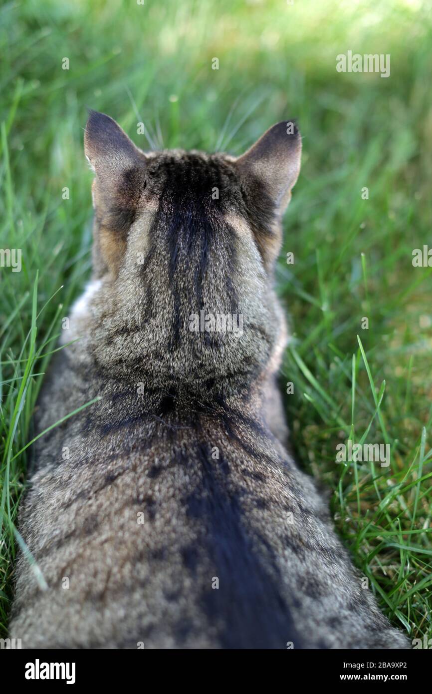 Back cat hi-res stock photography and images - Alamy