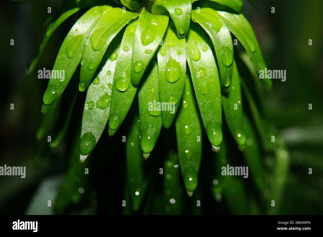 Angel tears falling from heaven Stock Photo - Alamy