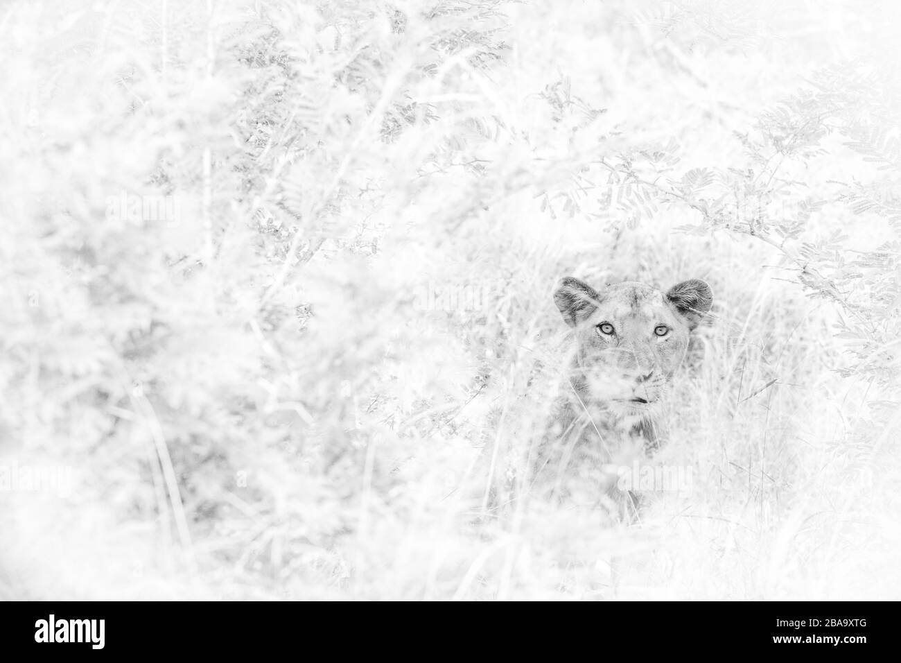 Lioness in bush kruger hi-res stock photography and images - Alamy