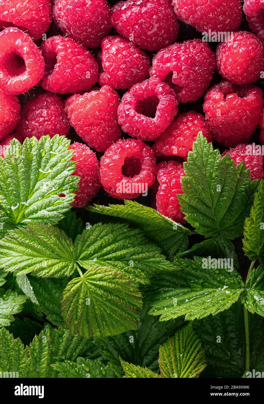 Fresh picked raspberries with green leaves. Top view Stock Photo - Alamy