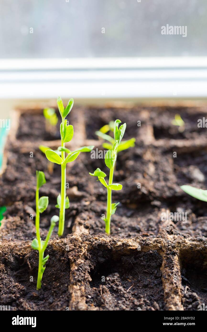 Pea Seedling High Resolution Stock Photography and Images - Alamy
