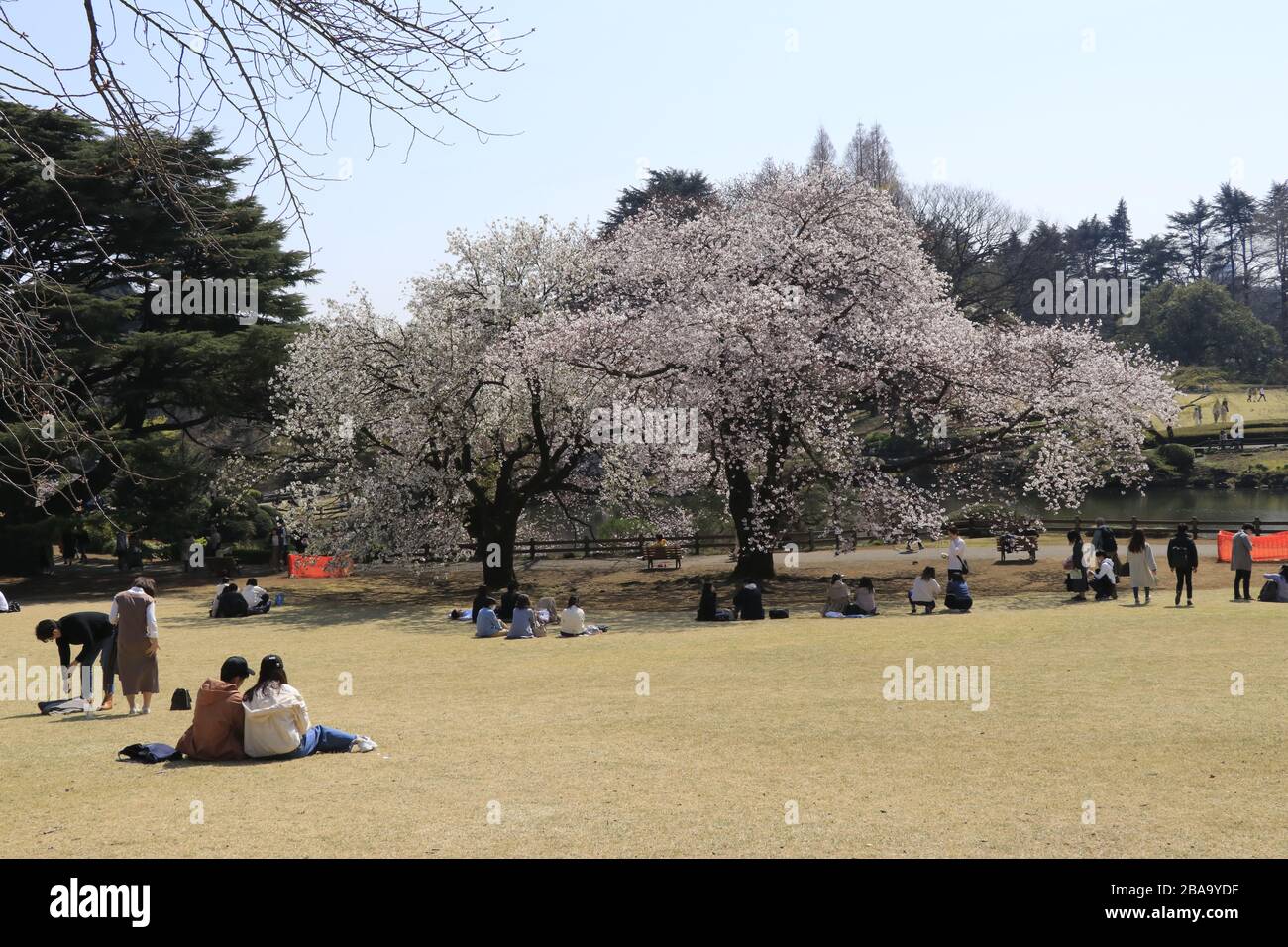 Much less people than usual gathered cherry blossom viewing in one of ...