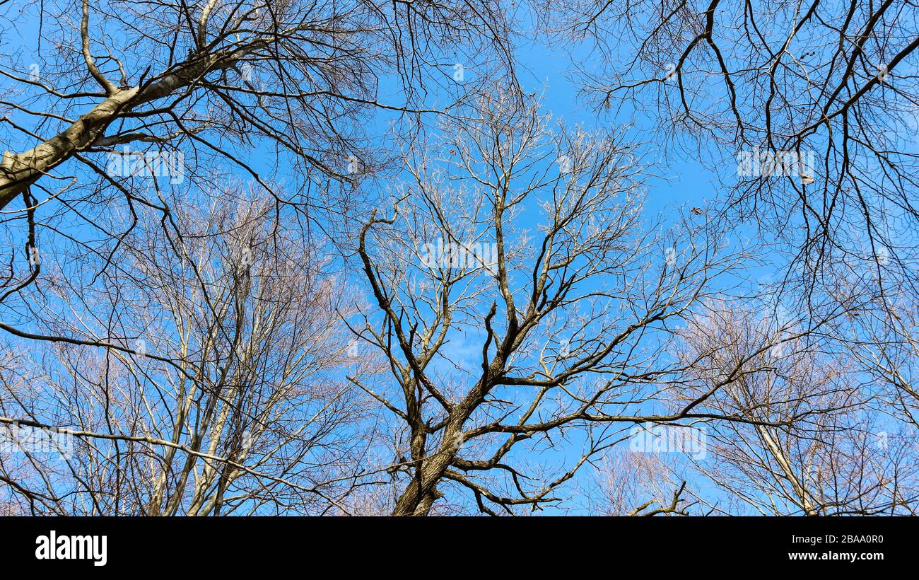 Leafless tree tops in the forest Stock Photo - Alamy