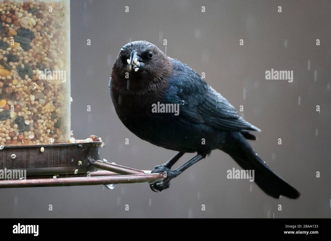 Feeding cowbird hi-res stock photography and images - Alamy