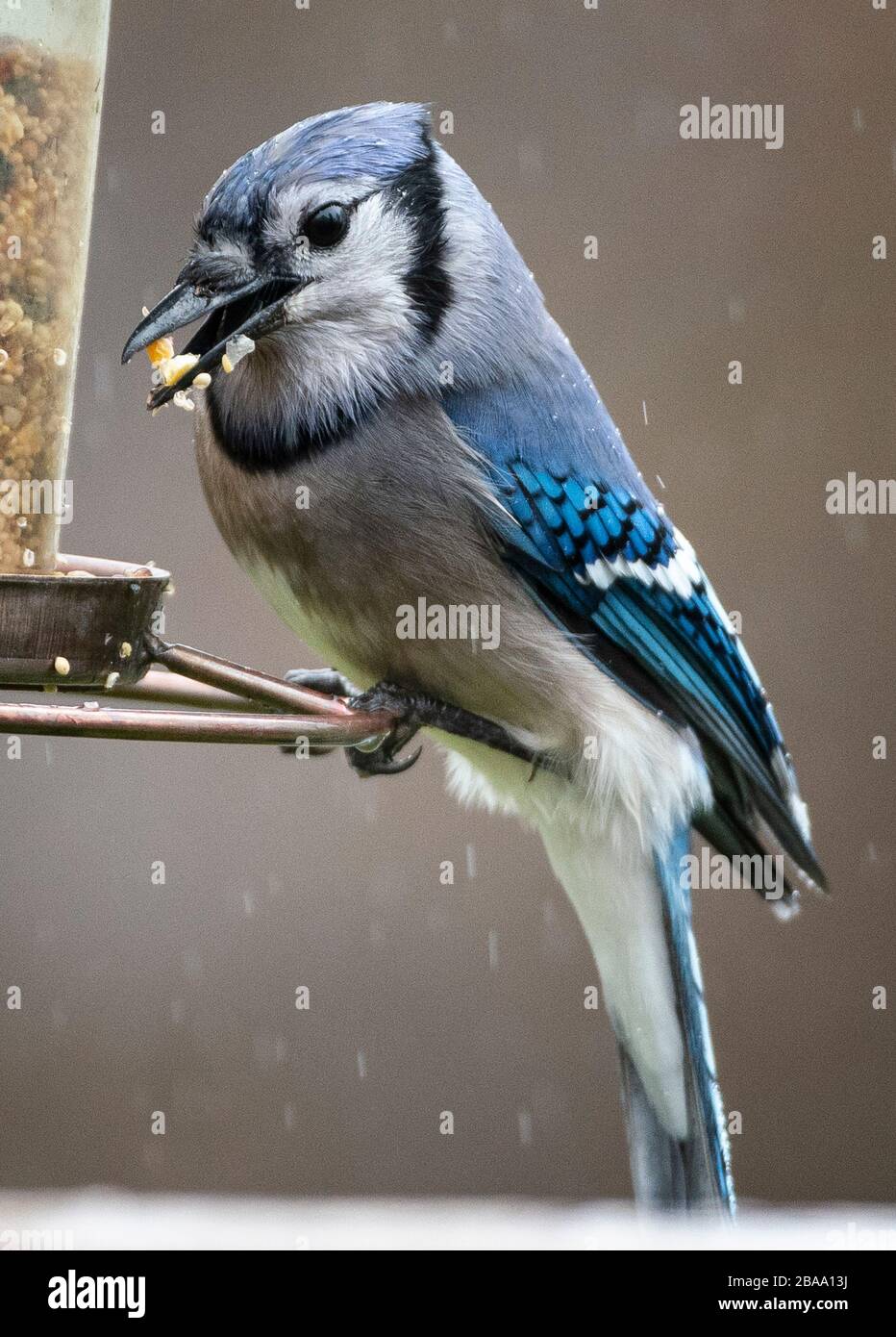 Nibbler hi-res stock photography and images - Alamy