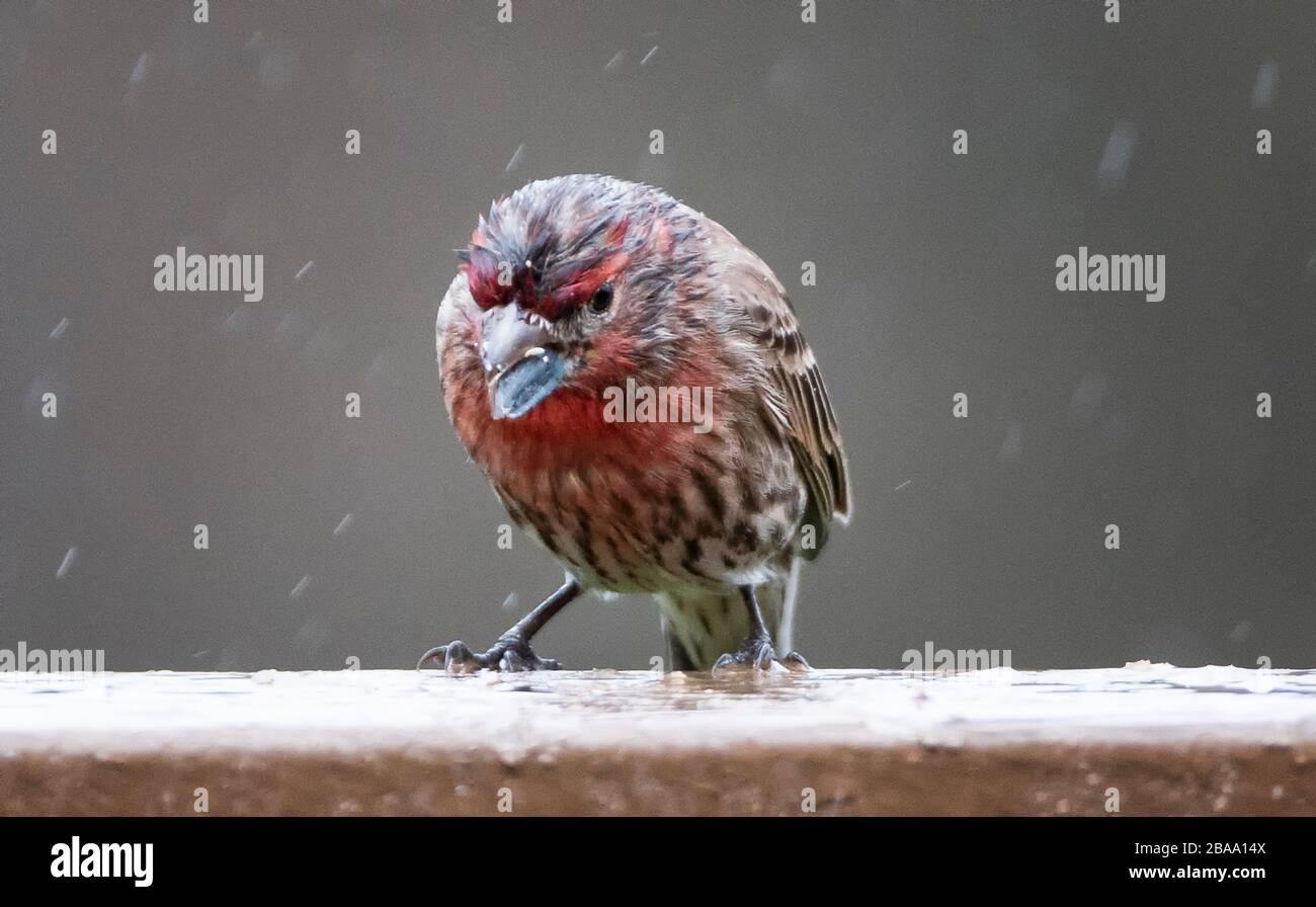 Northern house finch hi-res stock photography and images - Alamy