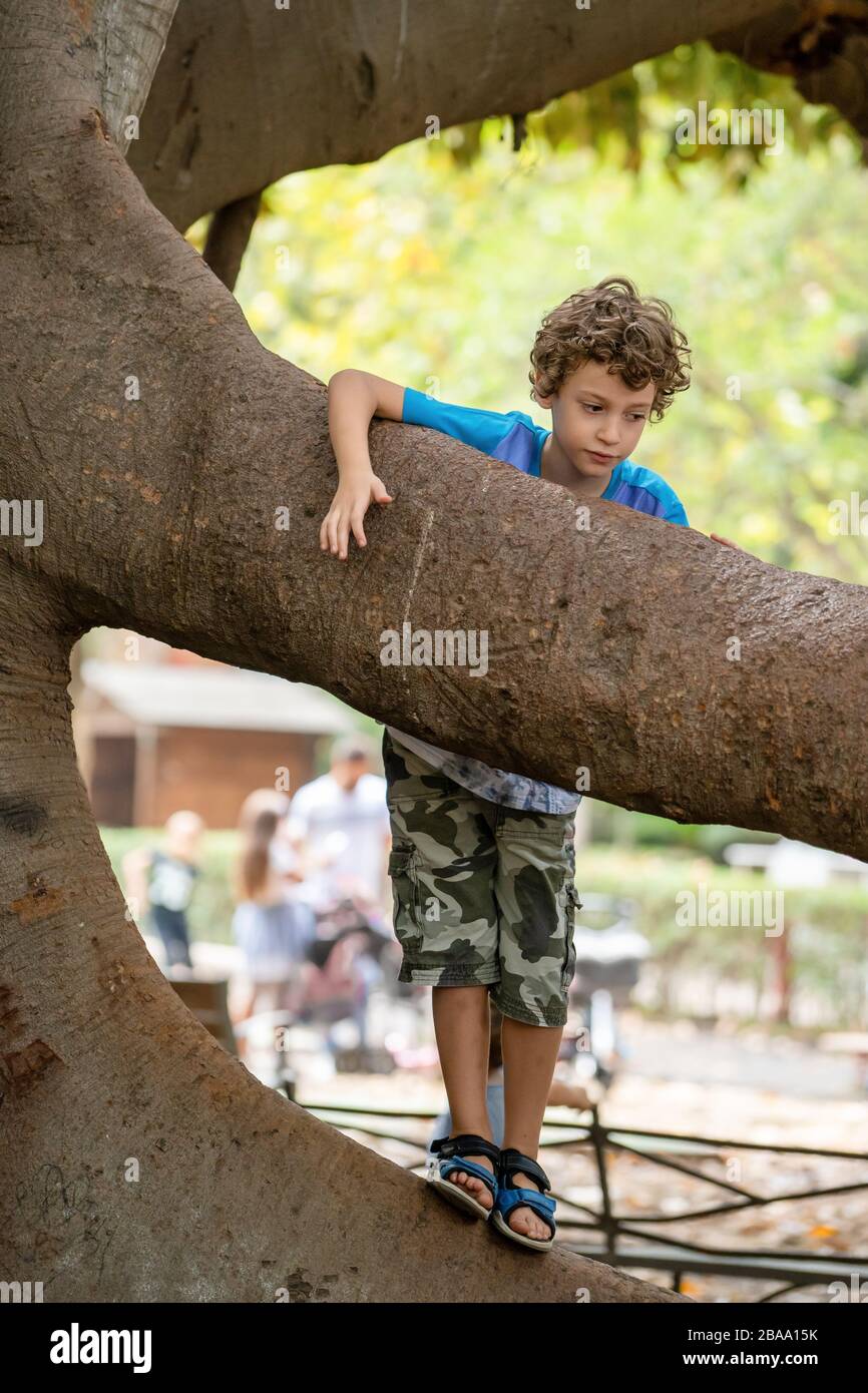 Kid climbing on a big tree in the park. Children leisure activities ...