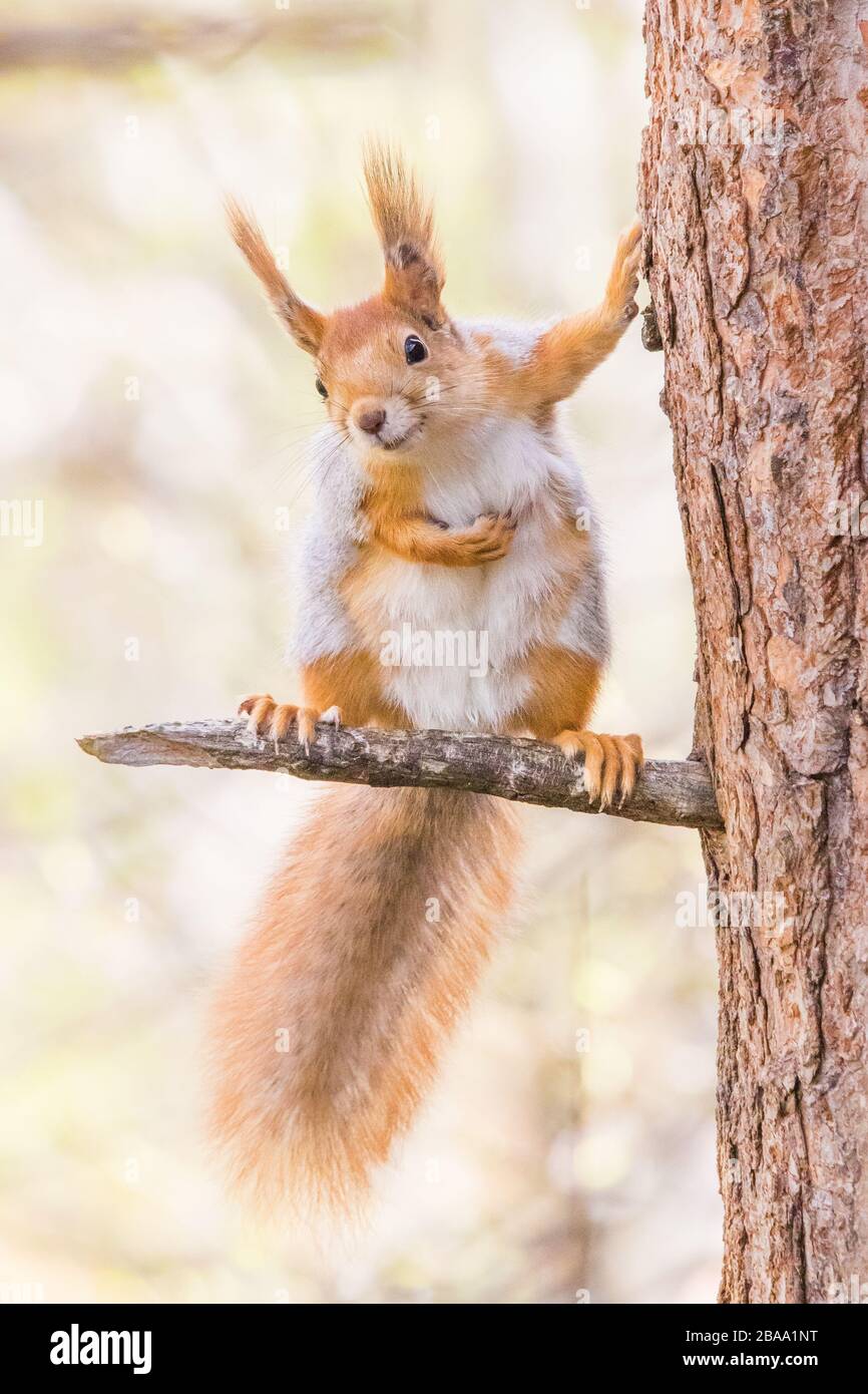 welcome to the jungle - squirrel forest curtsy Stock Photo - Alamy