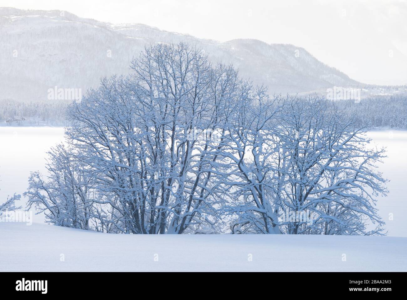 Amazing landscape After the first snow over the mountain, Colorado, USA ...
