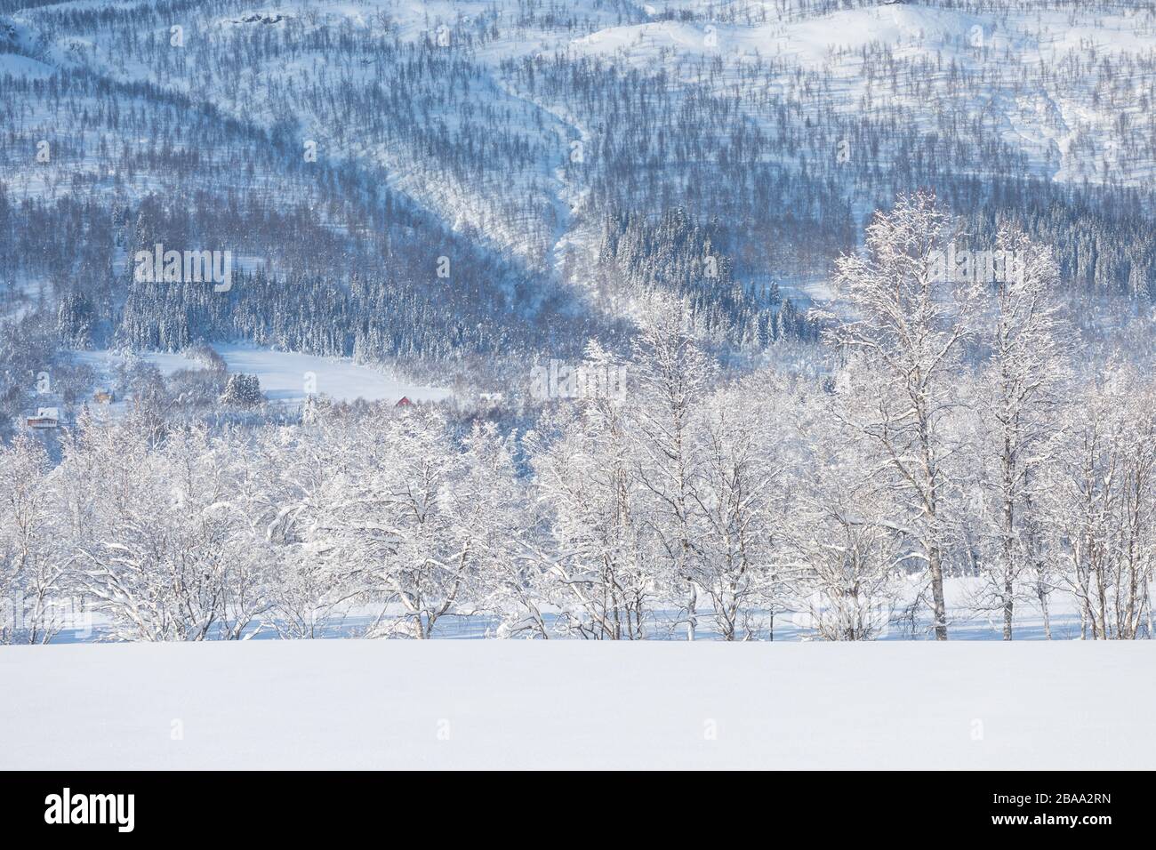 Amazing landscape After the first snow over the mountain, Colorado, USA ...