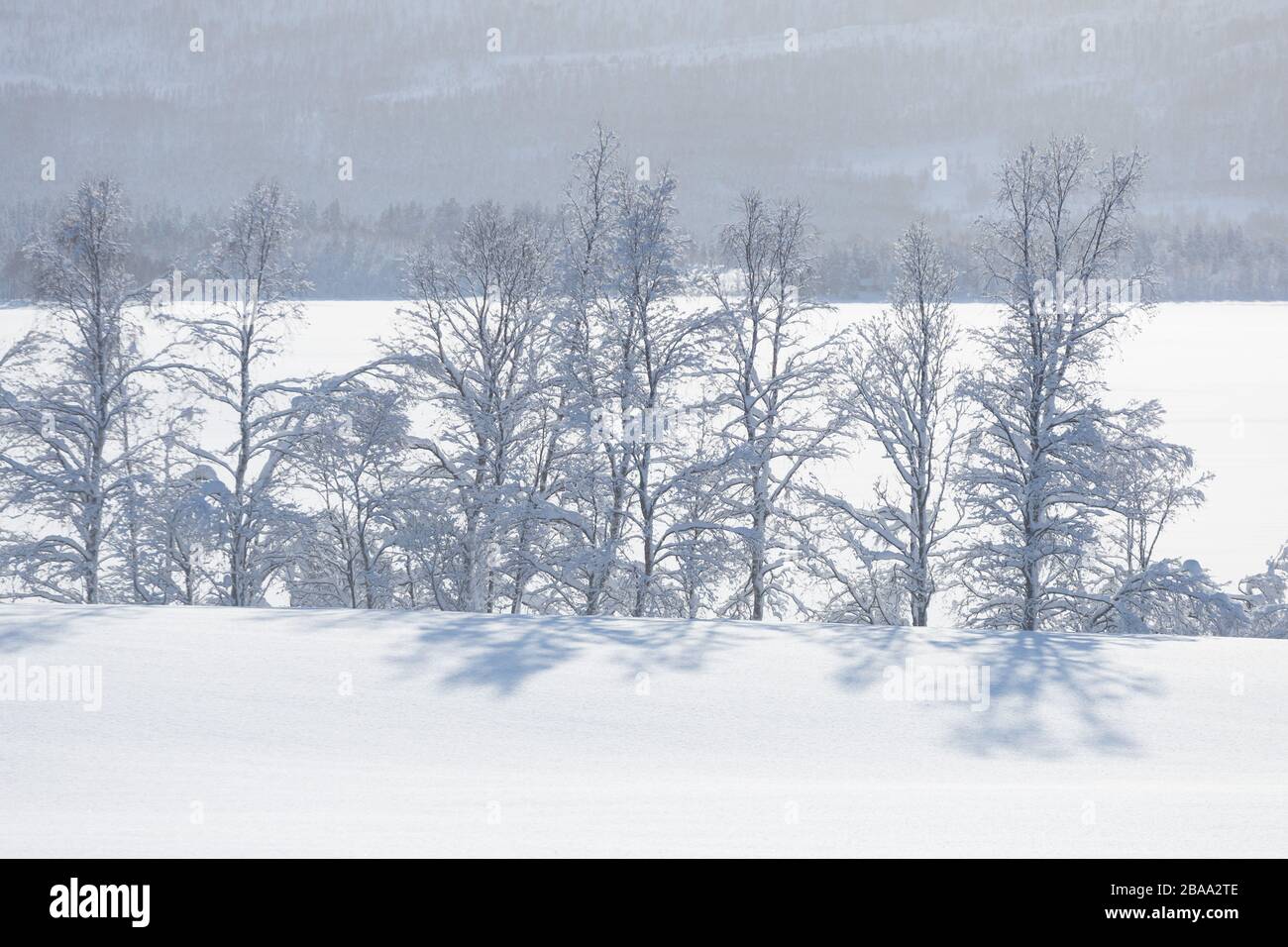 Amazing landscape After the first snow over the mountain, Colorado, USA ...
