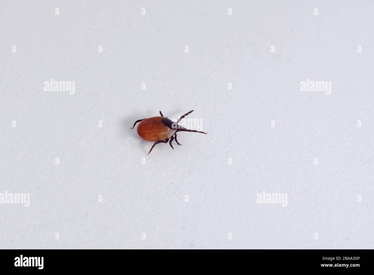 Female tick ( Ixodes scapularis) crawling Stock Photo - Alamy