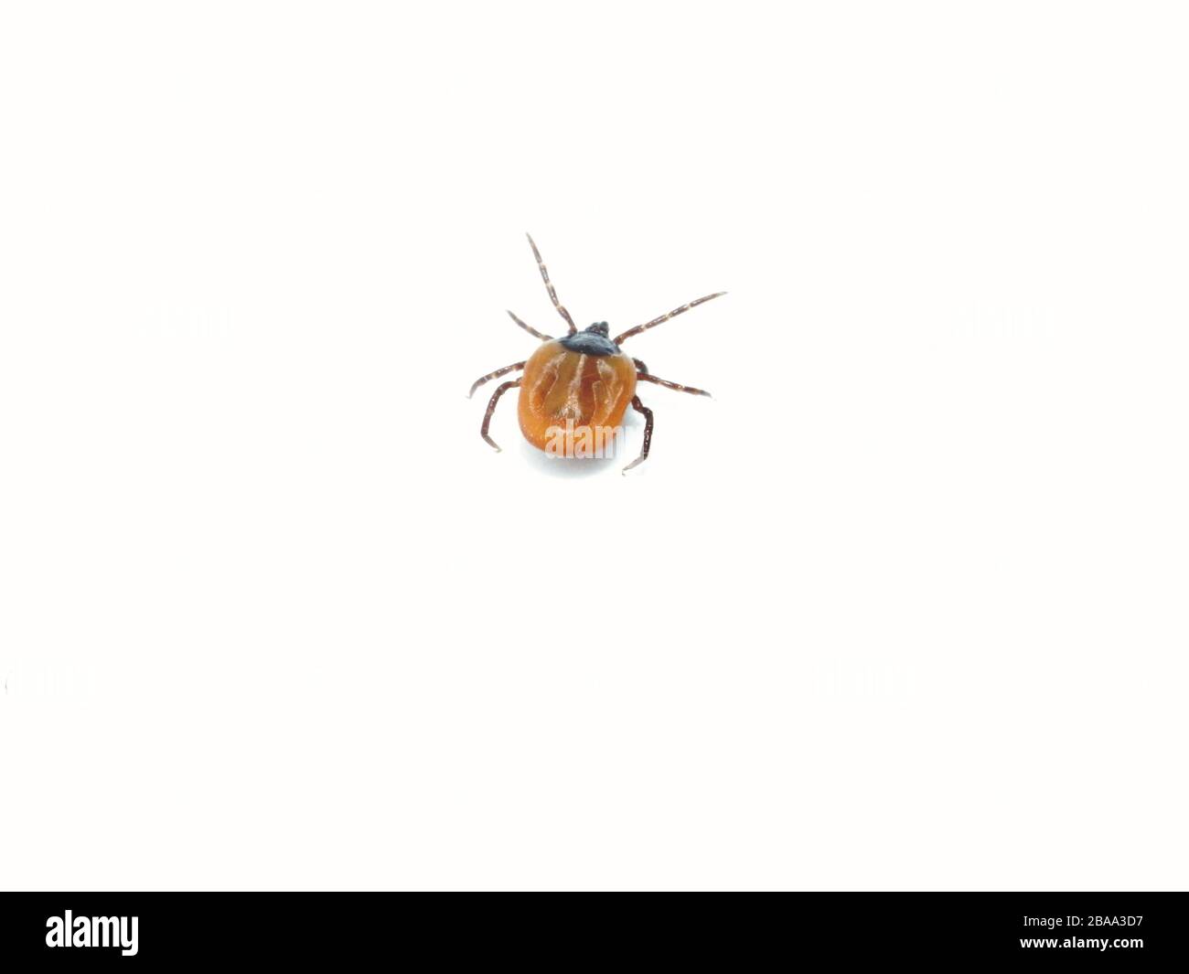 Female tick ( Ixodes scapularis) crawling Stock Photo - Alamy
