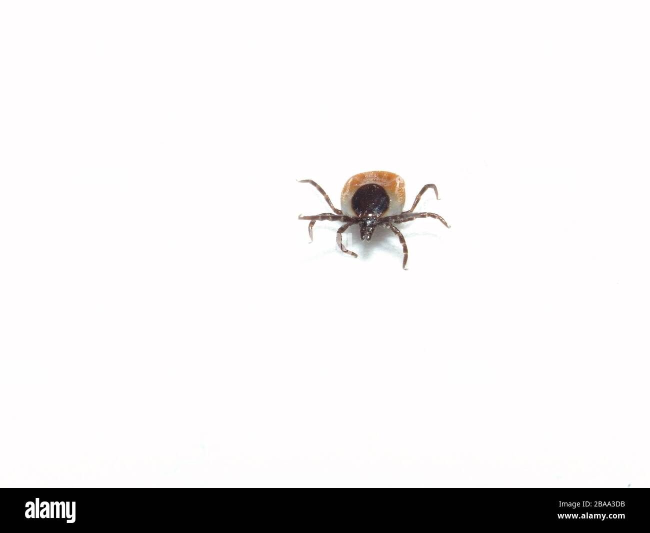 Female tick ( Ixodes scapularis) crawling Stock Photo - Alamy