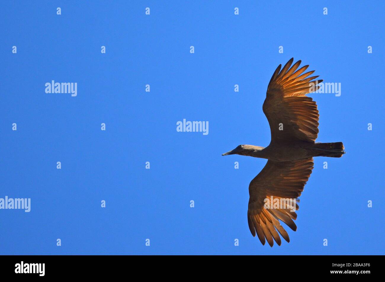 Hamerkop flying in blue sky, Namibia, Africa Stock Photo - Alamy