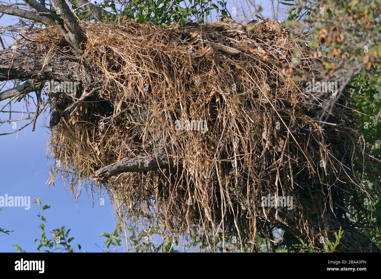 Hamerkop bird nest scopus umbretta hi-res stock photography and images ...