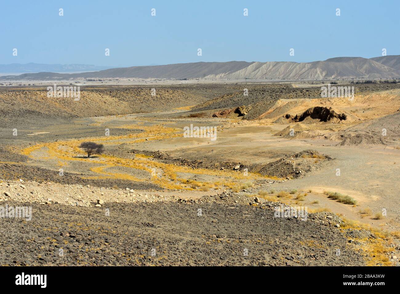Arid landscape with tree located below sea level in the Danakil ...