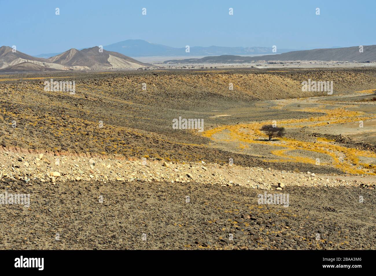 Arid landscape with tree located below sea level in the Danakil ...
