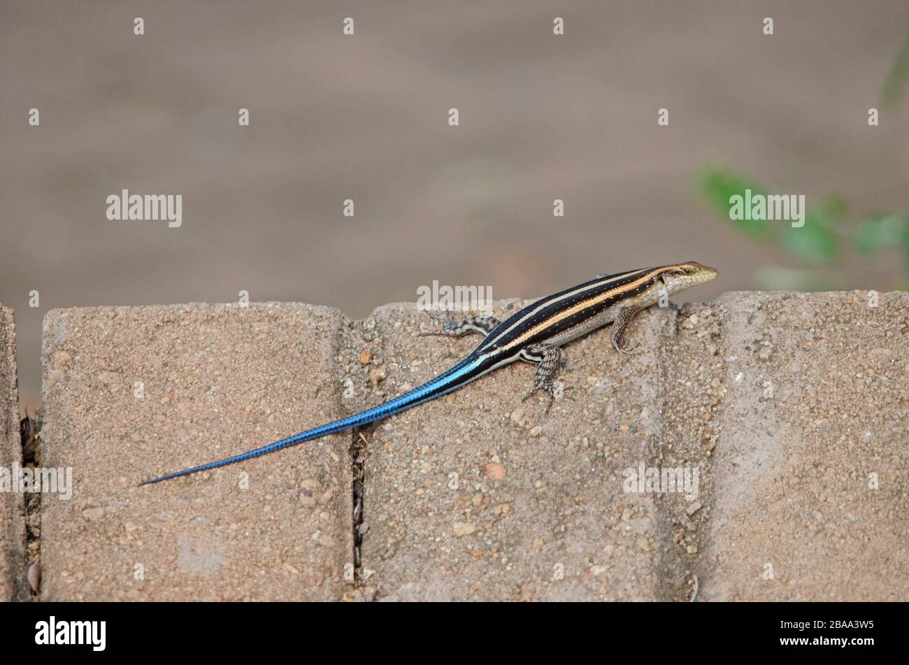 Rainbow skink hi-res stock photography and images - Alamy