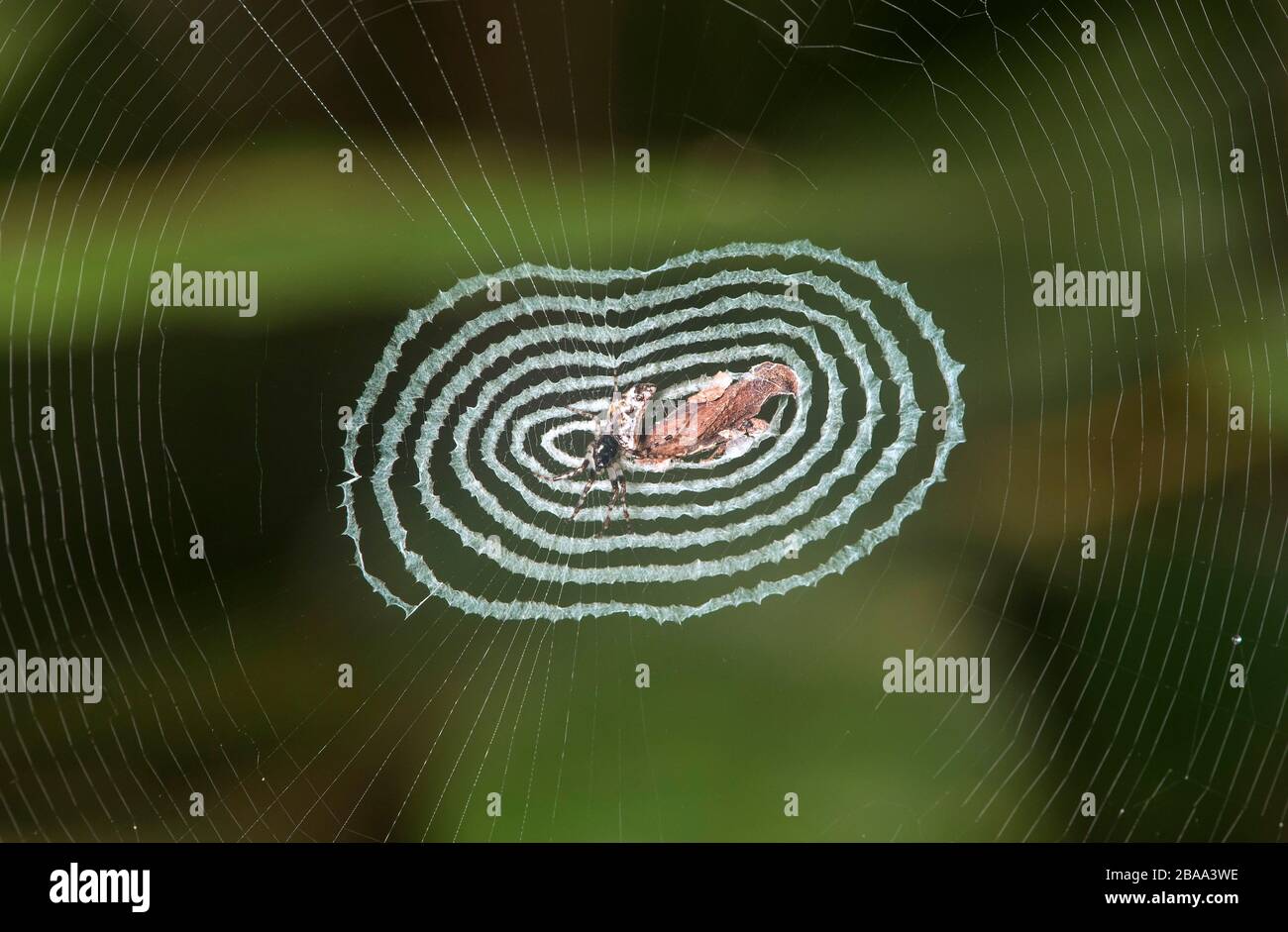 Trashline orb web spider (Cyclosa sp.) in its web decorated with ...